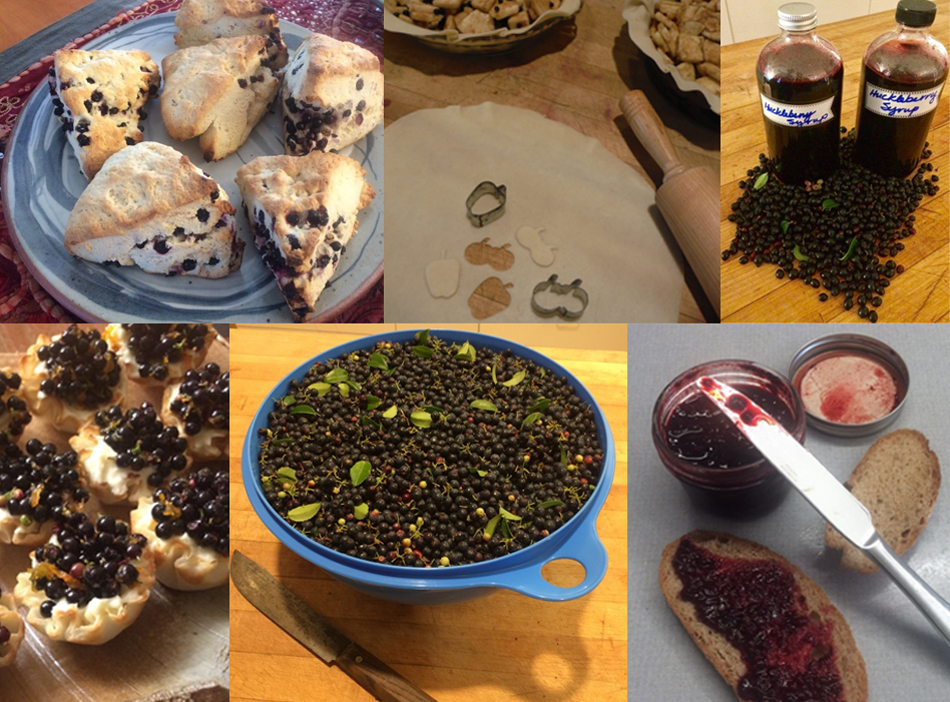 Huckleberries, the blueberries of fall | Westside Seattle